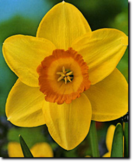 La Giunchiglia - Brusasco (To)